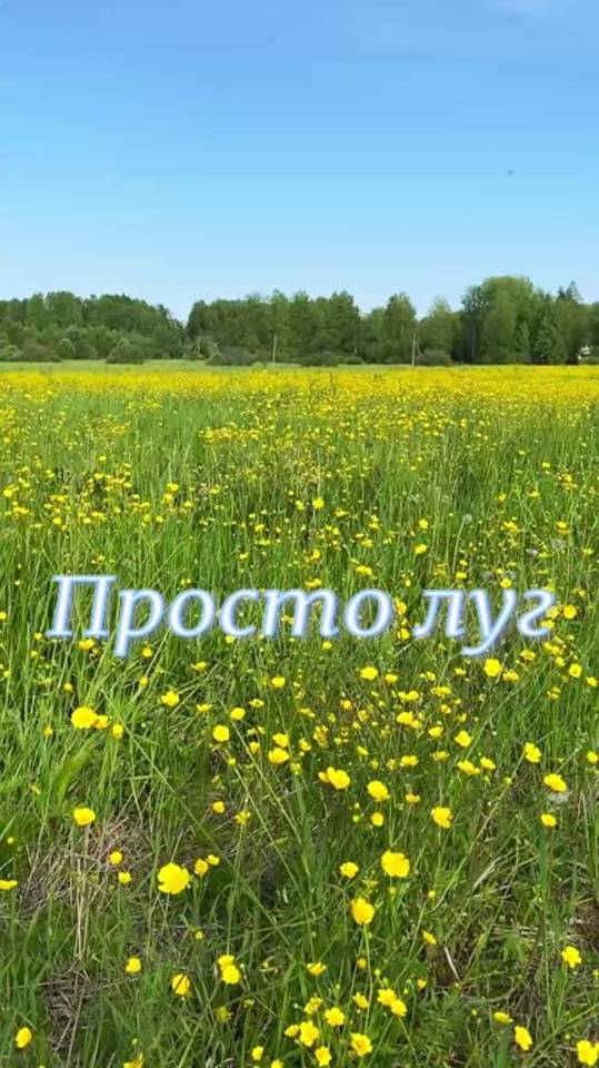 Просто луг.