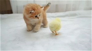 котёнок играет с курицей 1