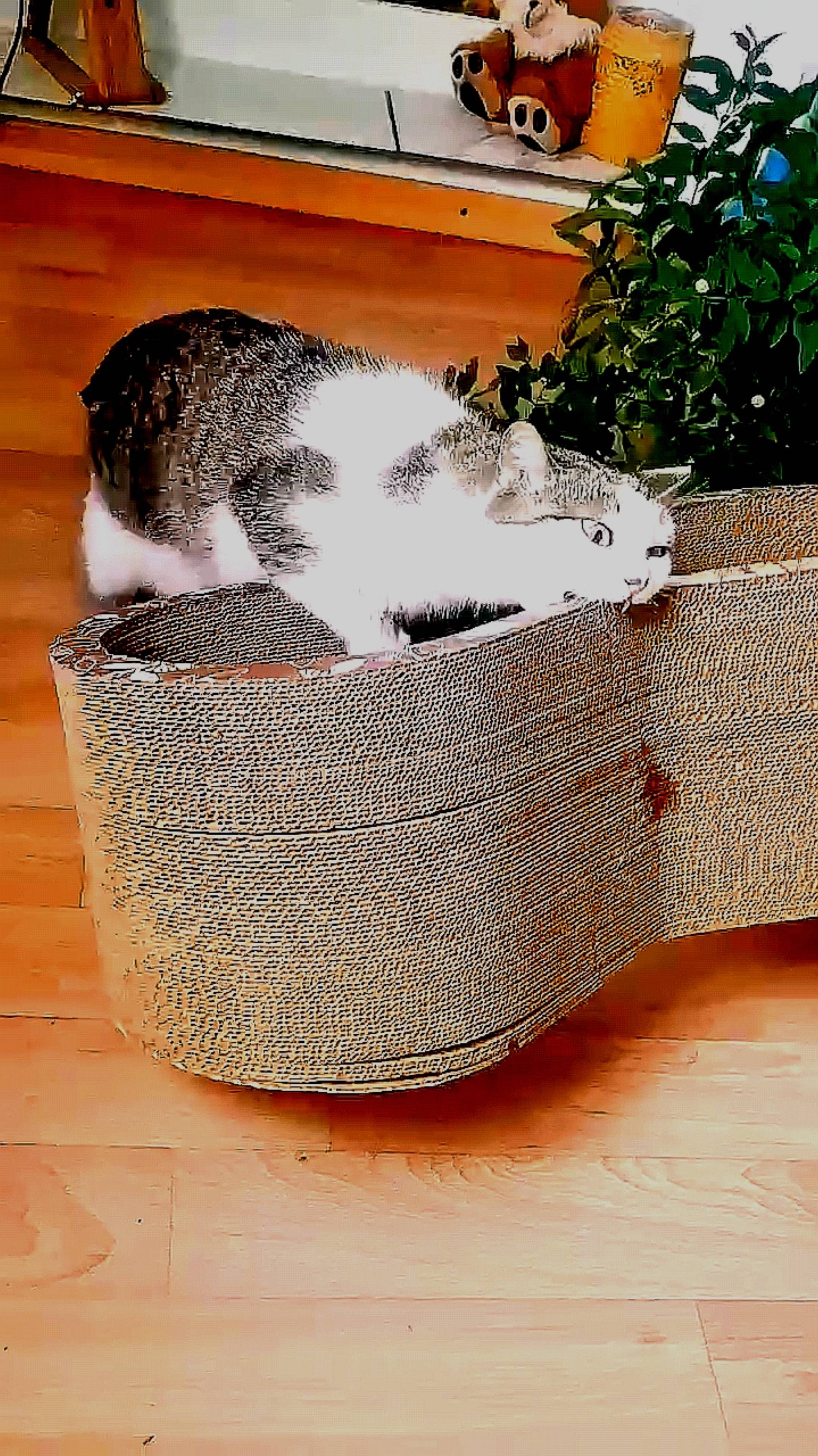 Когда кошке Грейси подарили классную когтеточку😻😻😻
#кошкаГрейси  #кошка и когтеточка # кошка