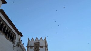 681.Воскресный,июльский вечер, ласточкино счастье.
