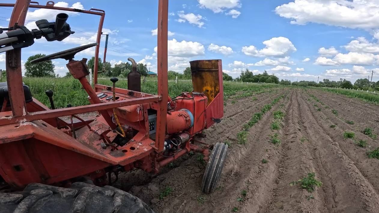 Картошки  не будет? Трактор Т-25 окучивает картофель!