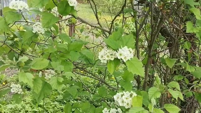 Пасека в мае.