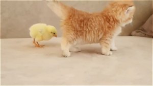 котёнок играет с курицей  2