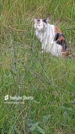 Прикольные кошечки👍