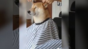 смешные животные