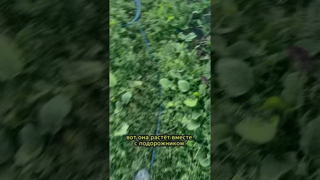 от цистита лучшее средство