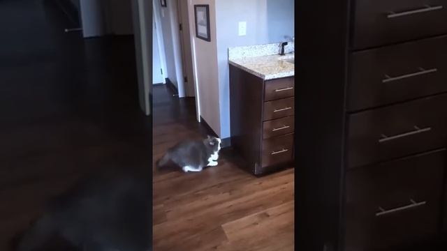 забавные коты