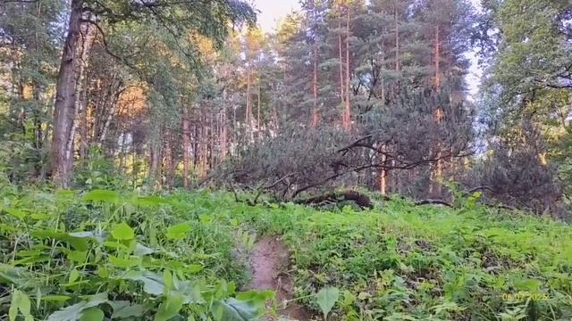Главный ботанический сад имени Н. В. Цицина РАН 05.07.2025