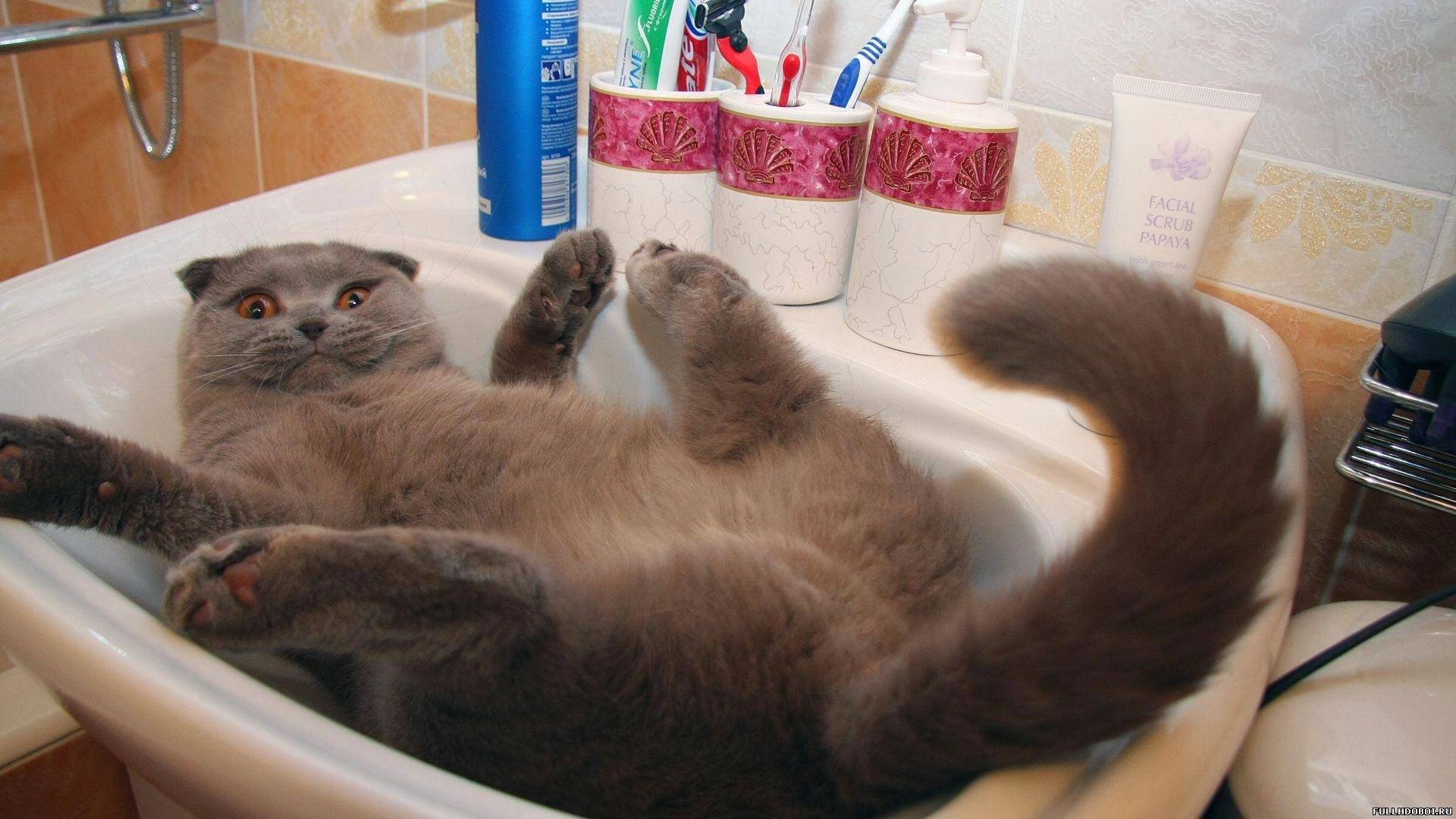 ПРИКОЛЫ С ЖИВОТНЫМИ ДО СЛЕЗ #92 Смешные КОТЫ И СОБАКИ  Приколы