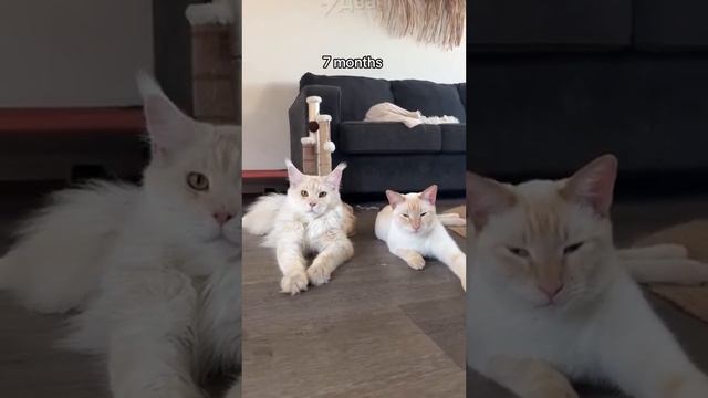 КАК РАСТУТ КОТИКИ