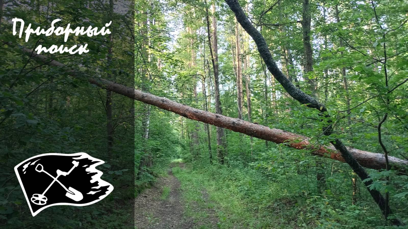 Июль. лес. Сезон 2025