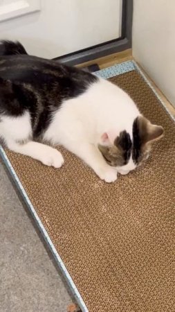 Кот сразу заинтересовался когтеточкой❤️
