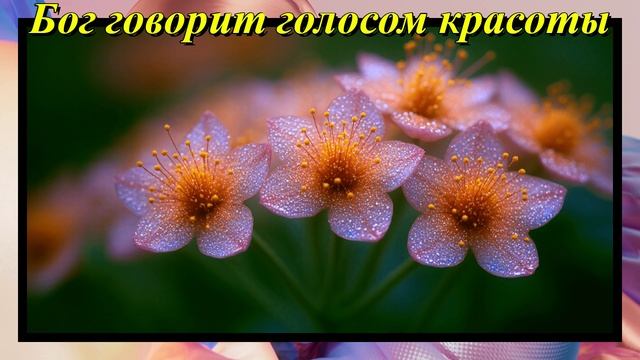 Бог говорит голосом красоты
