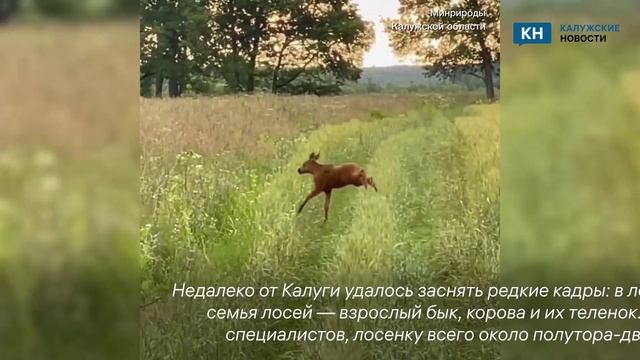 Семья лосей замечена под Калугой