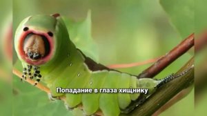 Большая гарпия: самая устрашающая гусеница России — её оружие пугает даже учёных!