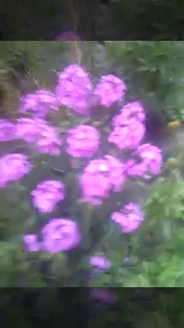 Флоксы. Ощущаем аромат _20250706_165833