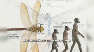 Меганевра — гигантская стрекоза размером с человека: почему исчезли самые большие насекомые Земли?
