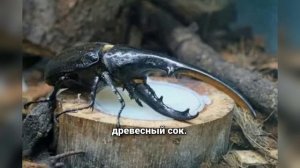 Жук Геркулес — Сильнейший Жук Планеты! Тайны и Факты Гиганта из Тропиков