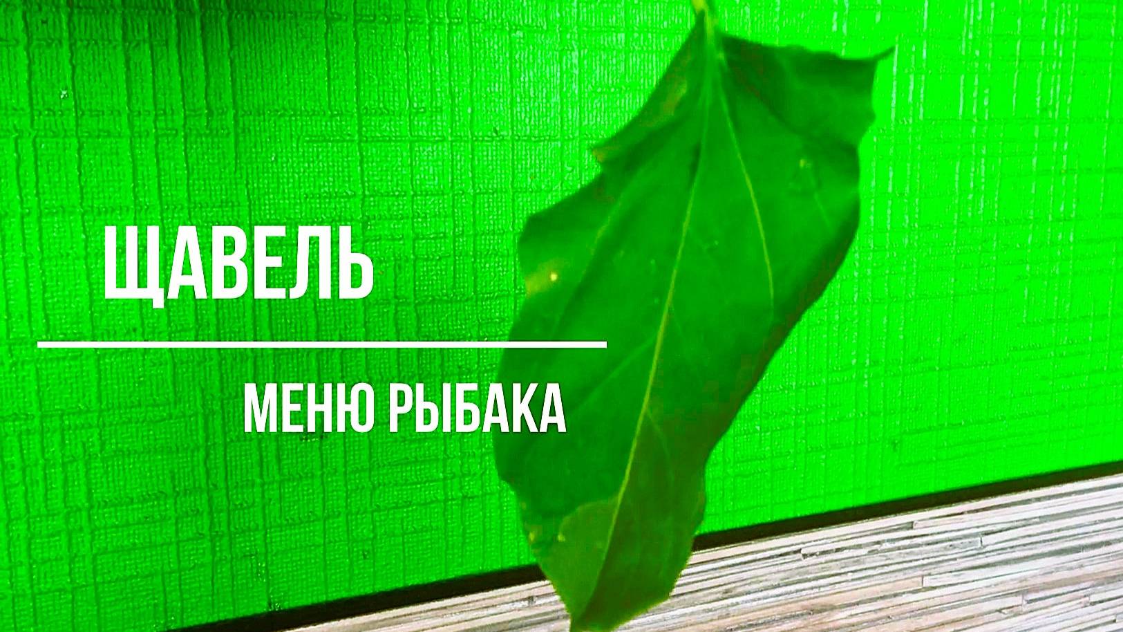 ЩАВЕЛЬ. Собираем в лесах Кольского. СУП из щавеля.
