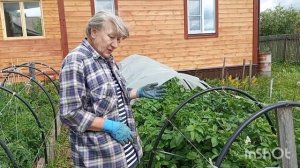 07-07-2025 КОПАЕМ КАРТОФЕЛЬ.ЯРОСЛАВЛЬ.