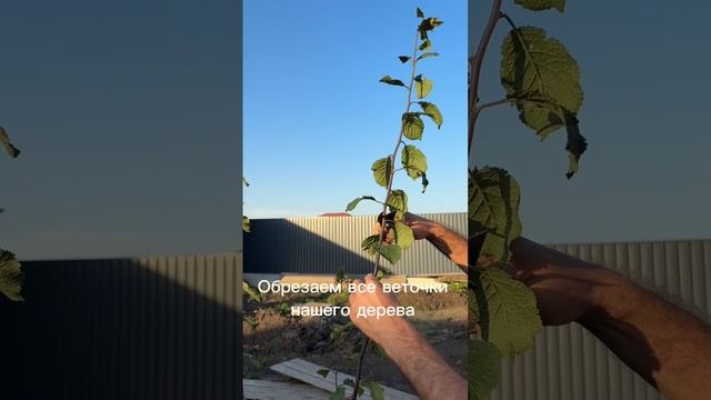 Как правильно делать обрезку деревьев