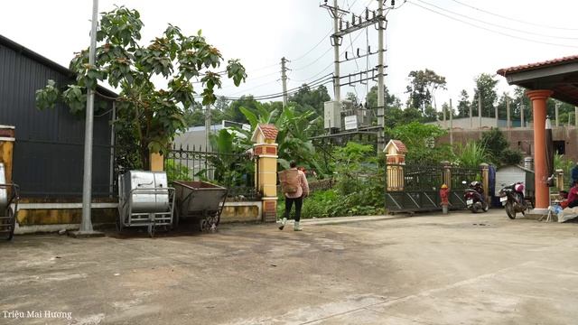 Harvesting Bananas and Vegetables to Sell at the Market - Pet Care | Trieu Mai Huong".