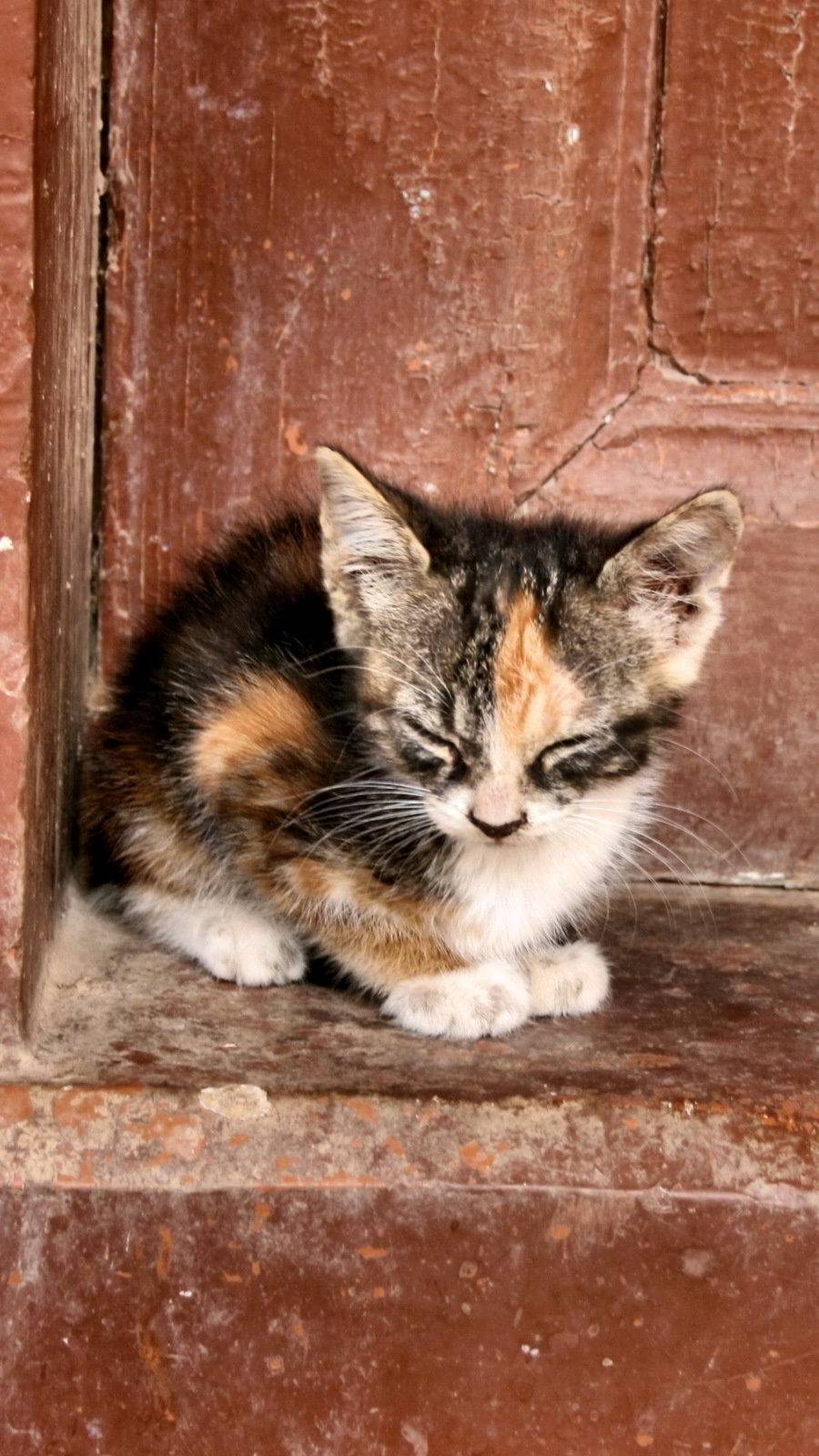 Нашла на улице котят и решила взять их домой 🐱🐱🤗 #Shorts