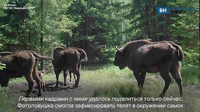 Два зубренка родилось во Владимирской области