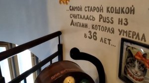 Мурариум. Музей кошек в башне. Зеленоградск