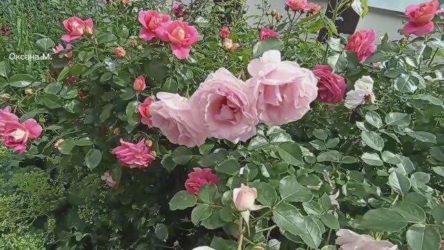 Зарисовки июля из Южно-Сахалинска. 2 часть.mp4