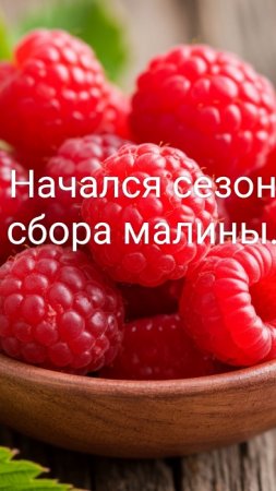 Начался сезон сбора малины. Полезные свойства малины.