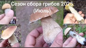 Сезон сбора грибов 2025 ( Июль)