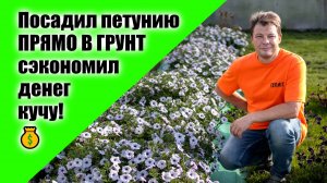 Самый дешёвый способ выращивания петунии серии тайдал сильвер