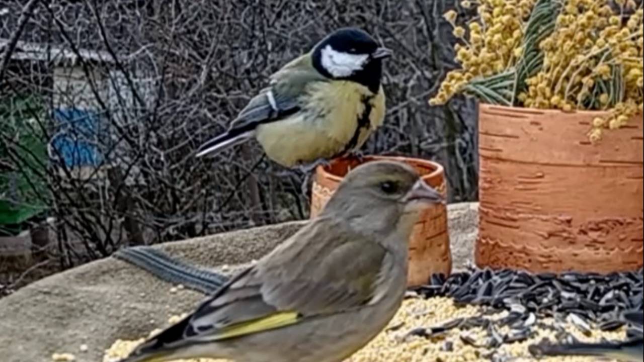 ВидеоОхота на Птиц (14.04.2025 года)