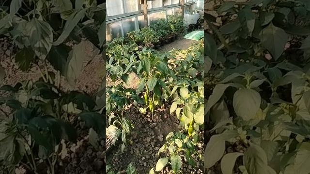 Подсолнух / тюки/ теплица / инжир