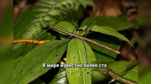 Самое большое насекомое мира — Мегапалочник Чана: невидимый гигант Борнео