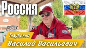 Заводчик бойных голубей, Василий Васильевич, стремится сохранить и улучшить породу голубей.#pigeon