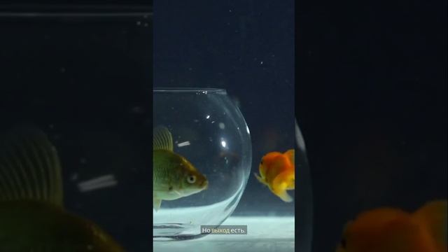 Эффект выборочного восприятия