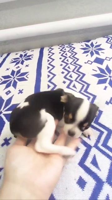 Красотка #чихуахуа в поисках семьи. По вопросам приобретения +79616914125