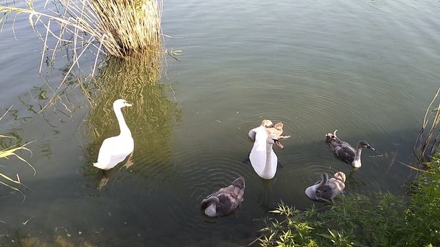 ЛЕБЕДИ НА ОЗЕРЕ. ГОРЯЧИЙ КЛЮЧ