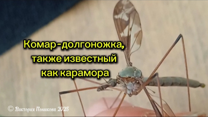 Комар-долгоножка, вредитель сельского хозяйства