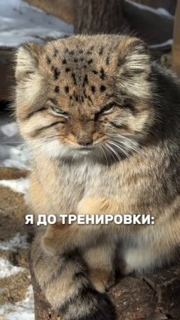 Я тренируюсь, чтобы: