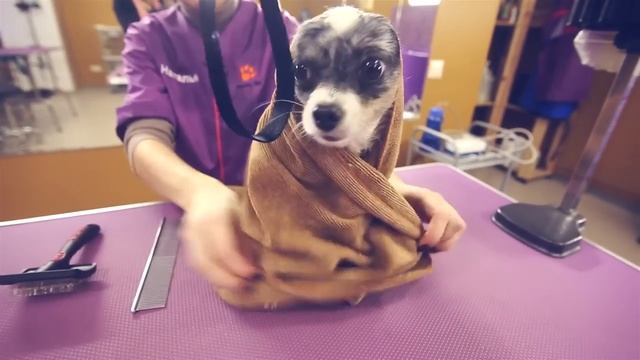 Салон красоты для собаки 🐶💇Преображение за 1 час!