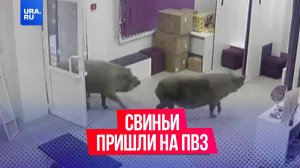 Свиньи пришли за заказом на ПВЗ в Москве