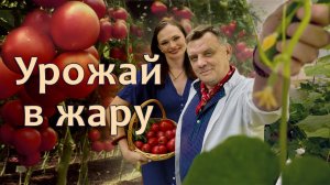 Срочно! Спасаем огурцы и томаты от жары! Правила полива в жару