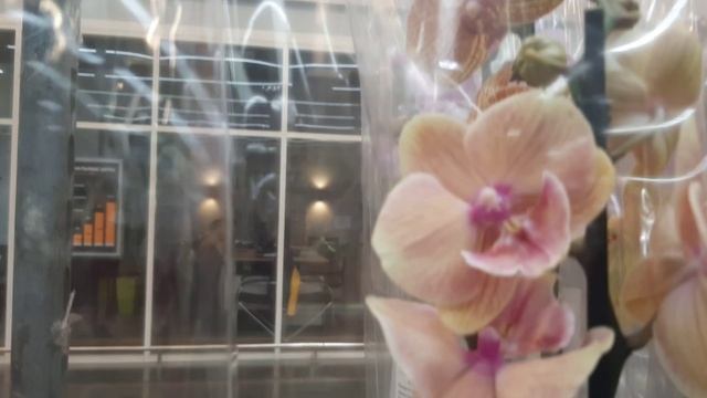 08.07.2025г. Красивые орхидеи в Лемана Про.