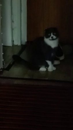 "Чудо котик" 👍