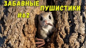 Я РЖАЛ ДО СЛЕЗ 😹 СМЕШНЫЕ КОШКИ И СОБАКИ  СМЕШНЫЕ ЖИВОТНЫЕ 2025 😹 ЛУЧШИЕ ПРИКОЛЫ #62