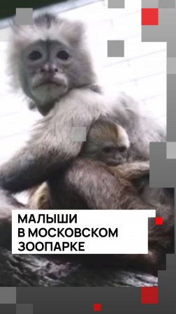Малыши в Московском зоопарке