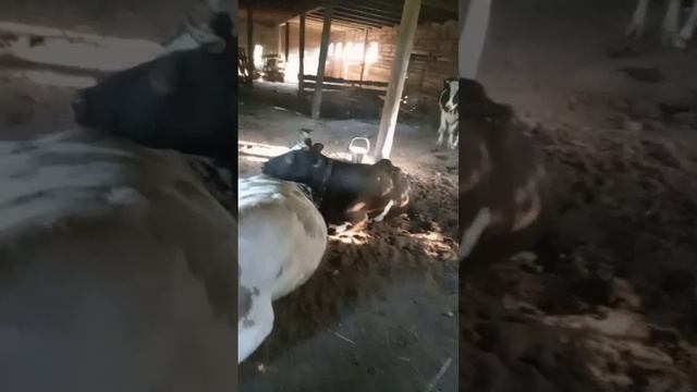В заброшенном свинарнике, 6.07.25